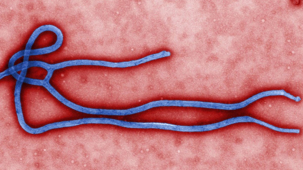 virus-definition-and-types
