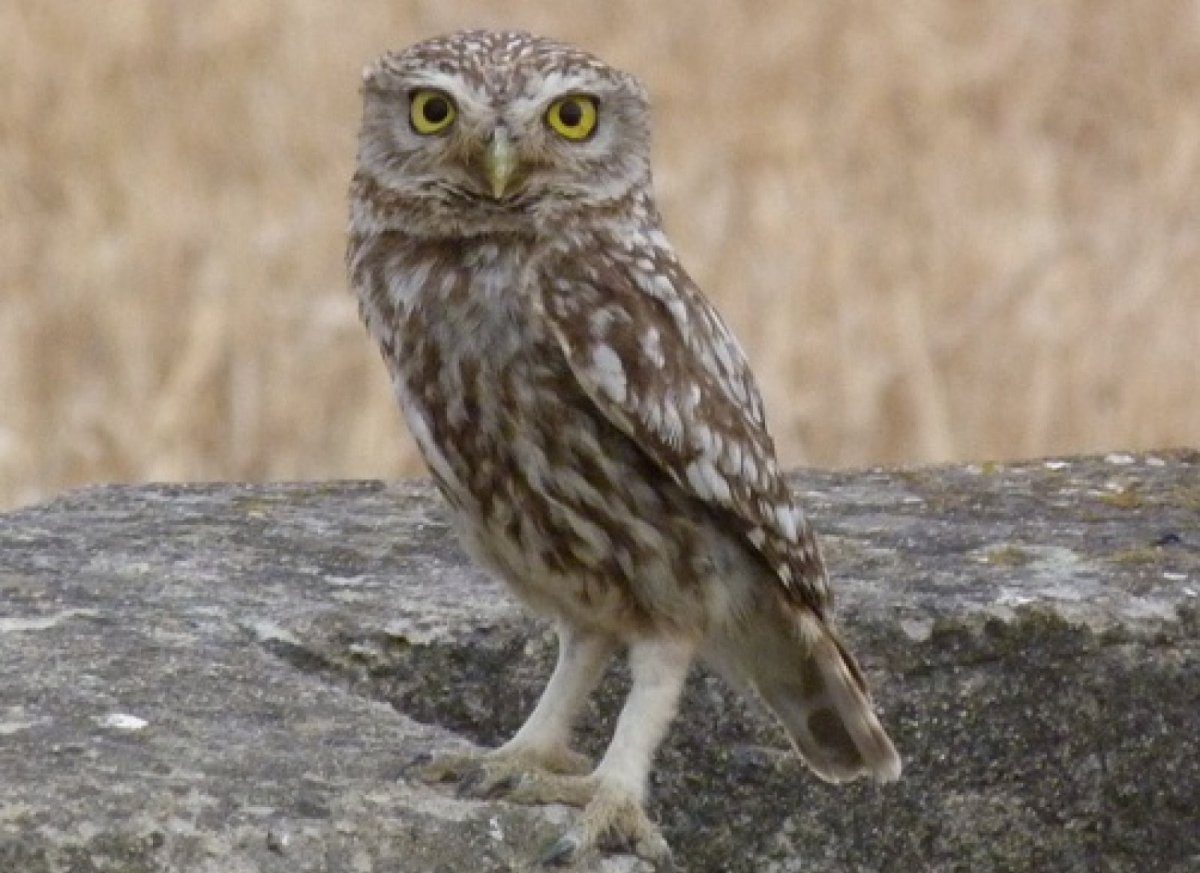 Rescatat un exemplar de mussol comú ferit a Riudoms
